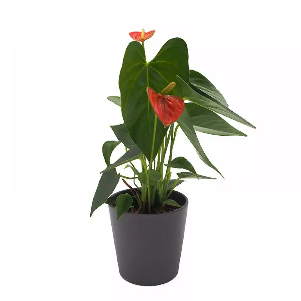 noms de plantes d'anthurium