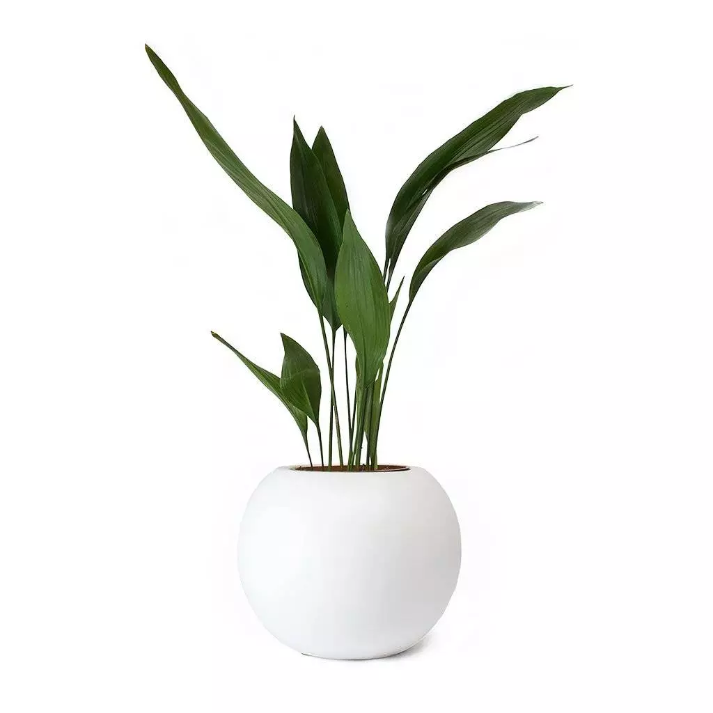 Noms des plantes Aspidistra