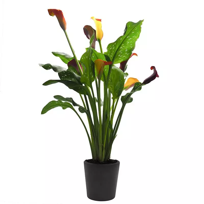 Calla ou noms de plantes de nénuphar