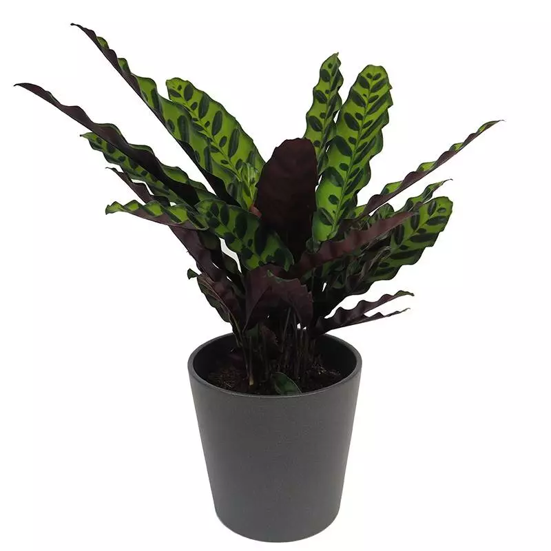 Noms des plantes Calathea