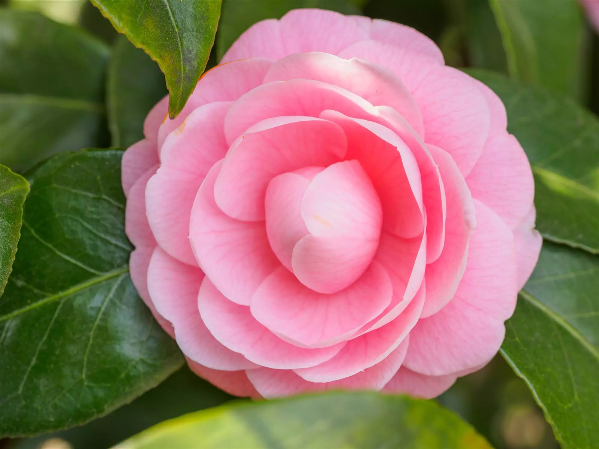 Non plant Camellia