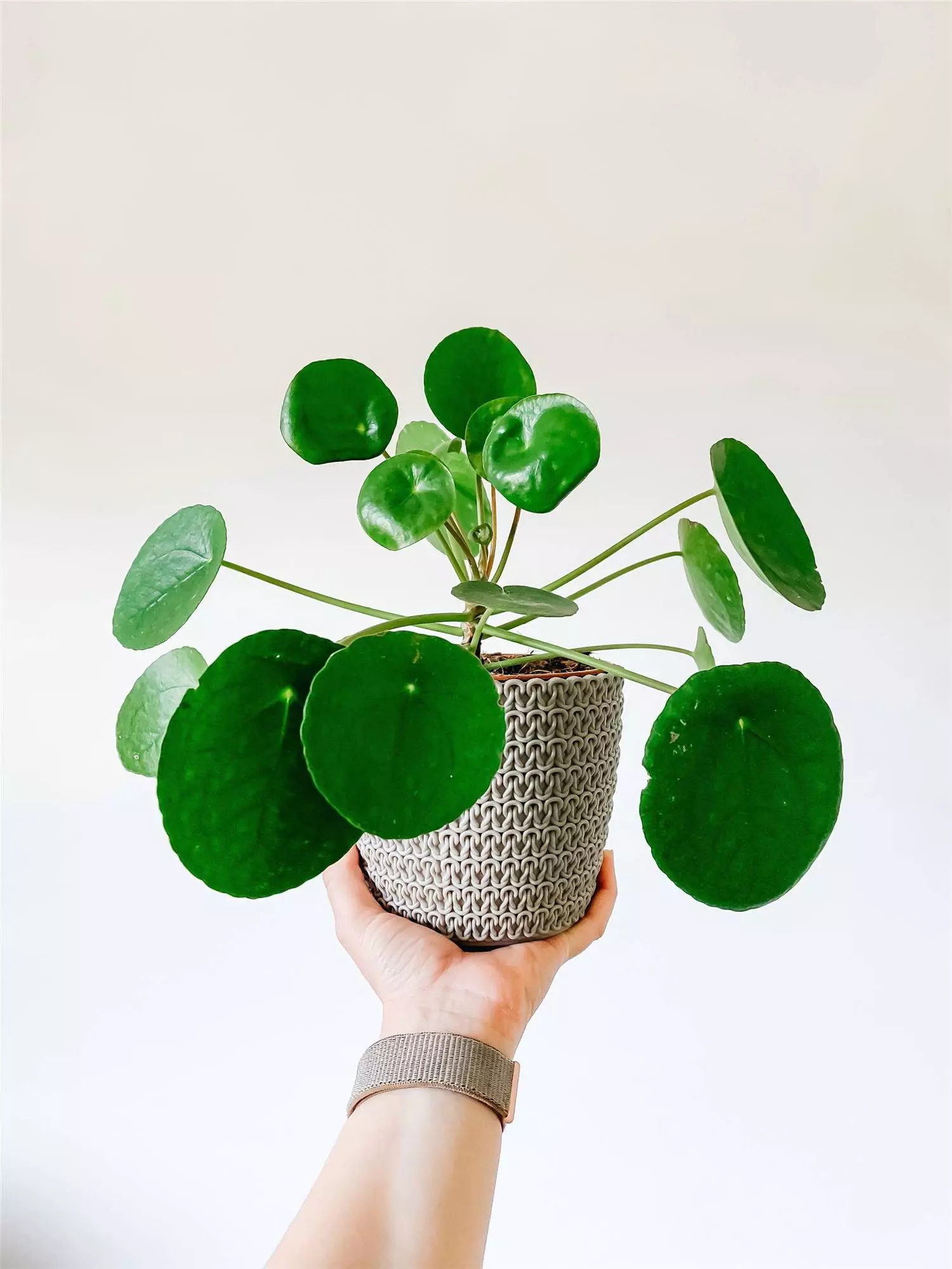 Noms des plantes Usine d'argent chinois