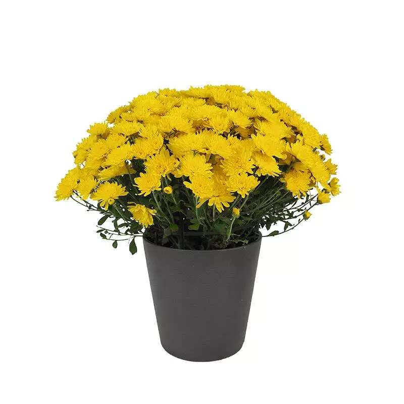 Noms des plantes de chrysanthème