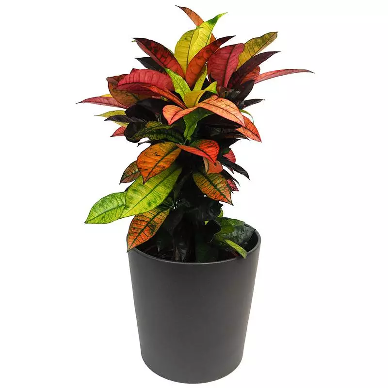 Noms des plantes de Croton