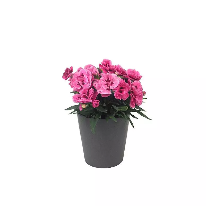 Dianthus woz bo plant non