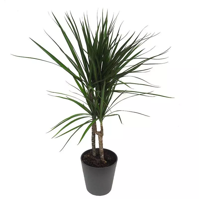 Noms des plantes Dracaena