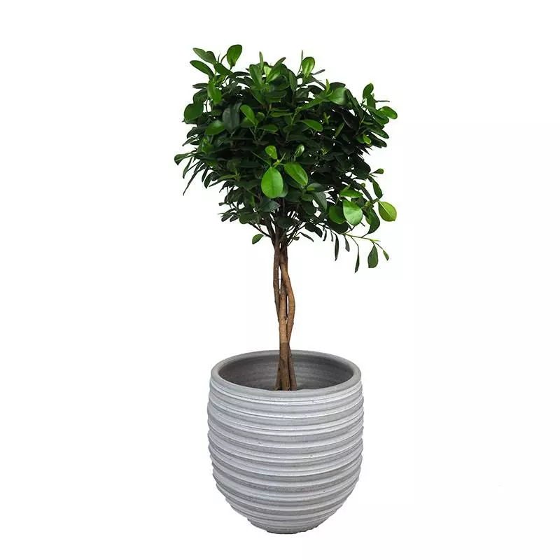 Noms des plantes ficus