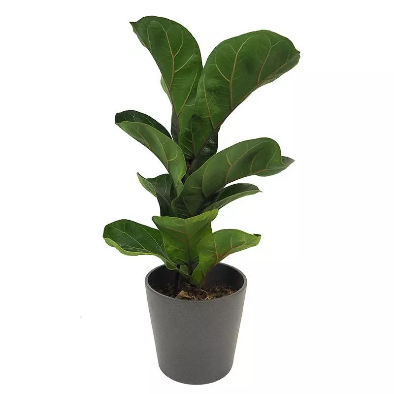 Non Plant Fiddle Leaf pye fig frans