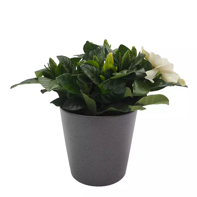 Non plant Gardenia