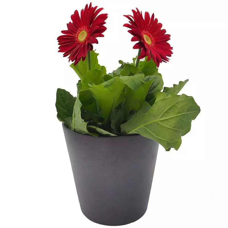 noms de plantes gerbera