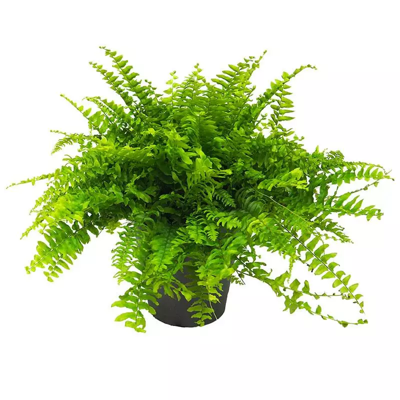 non plant Fern