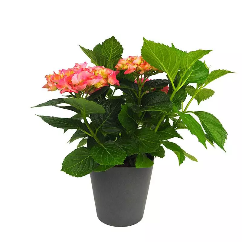 Non plant hortensia