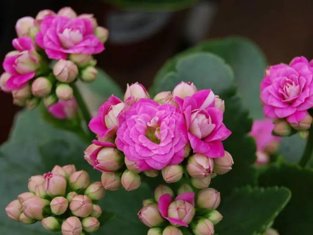 Noms des plantes Kalanchoe calandiva