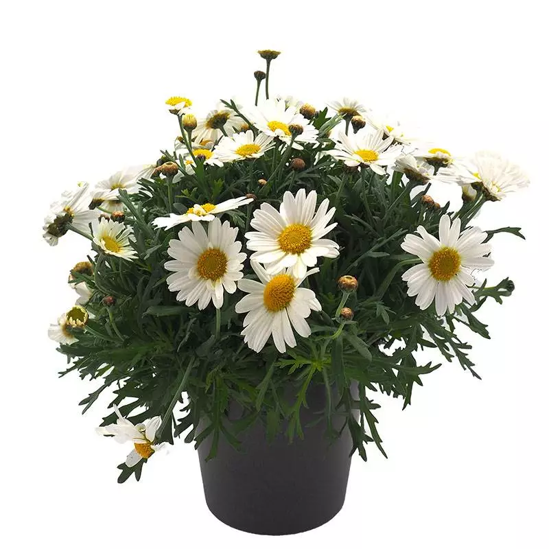 Noms des marguerites