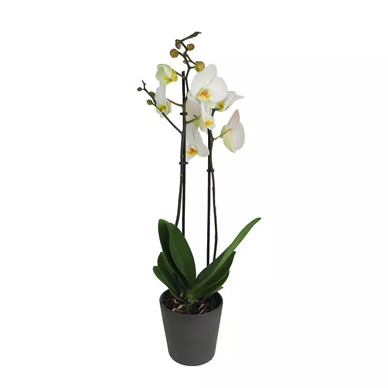 Non plant orchid