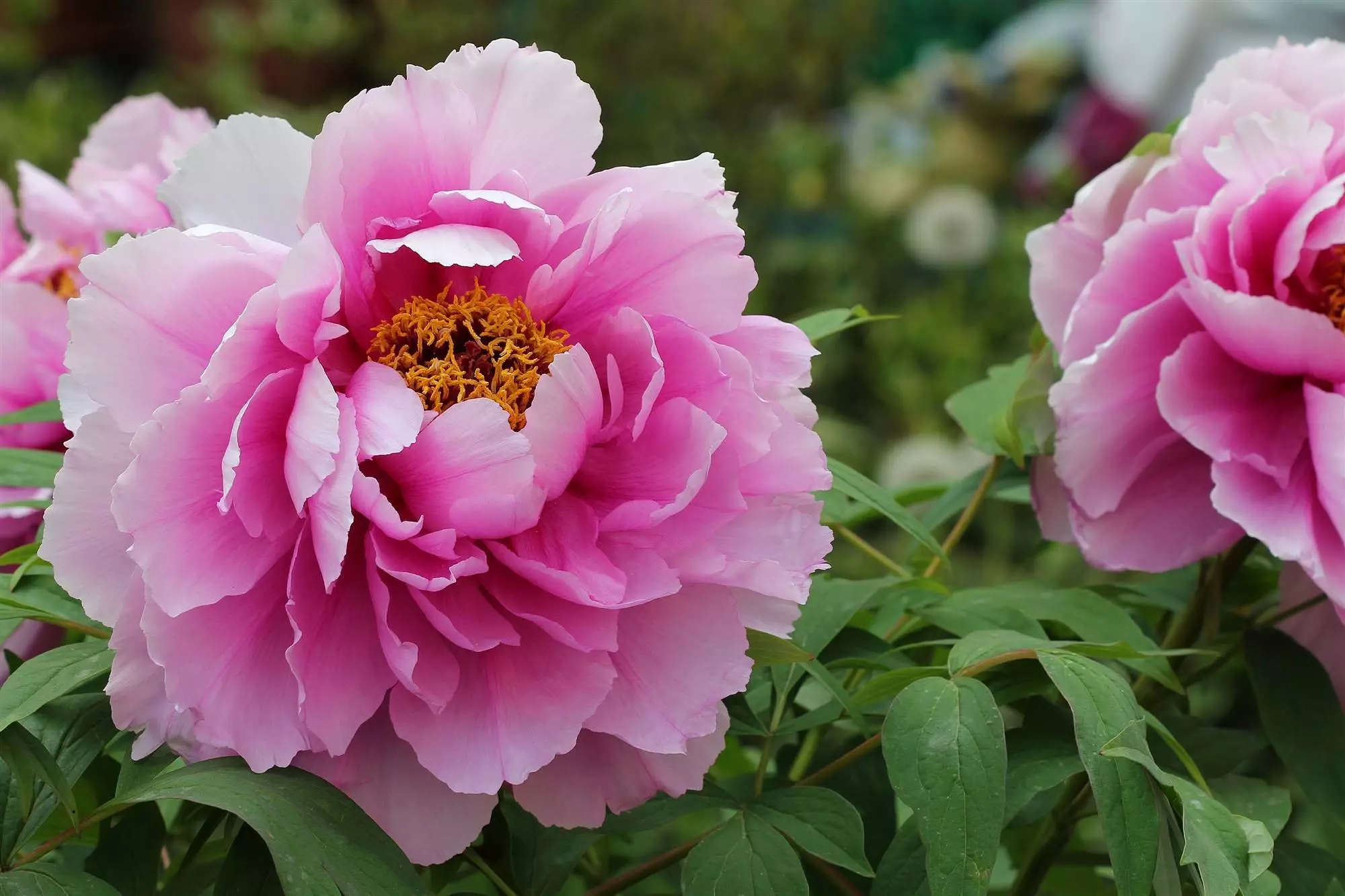 noms de plantes Pivoine