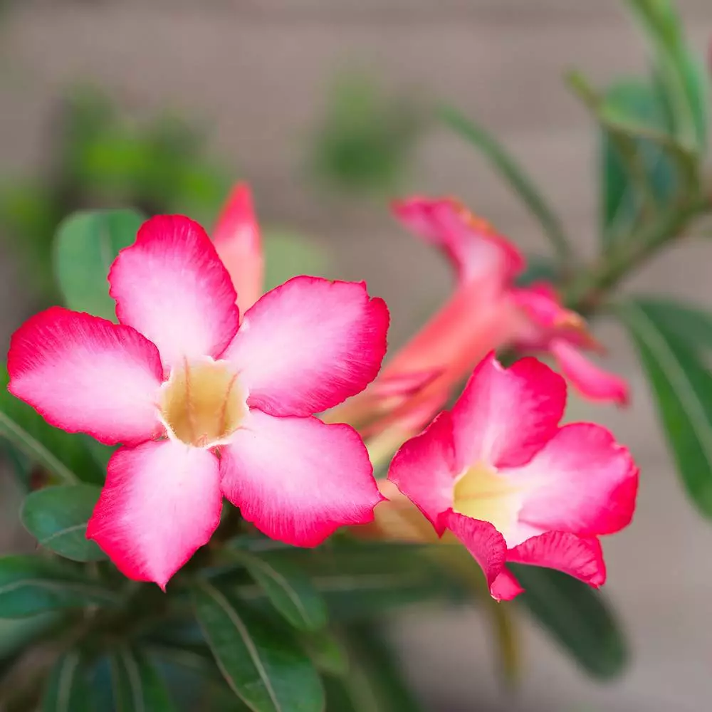 Noms des plantes de la rose du désert