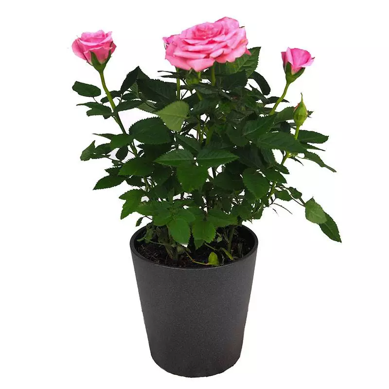 Noms des plantes Rosal mini