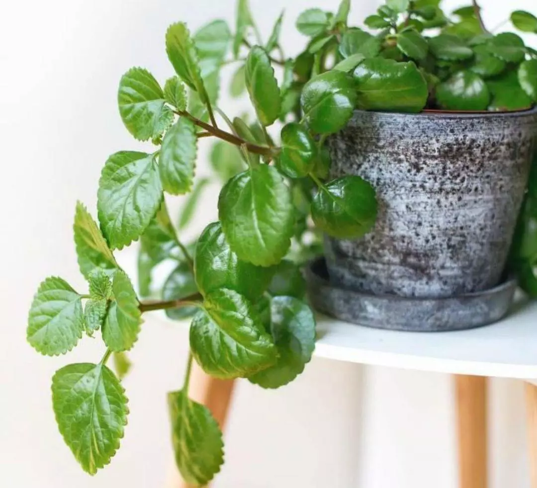 noms de plantes plante d'argent