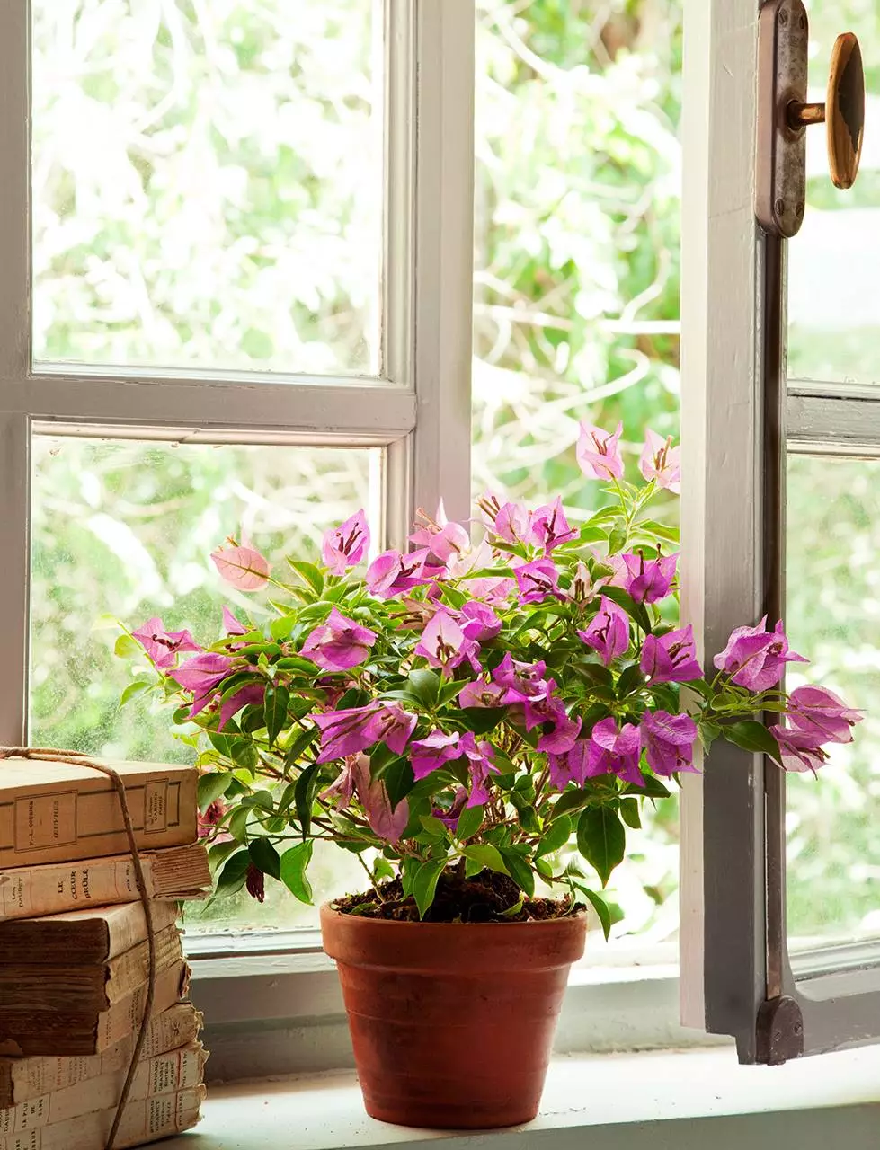 Non plant Bougainvillea