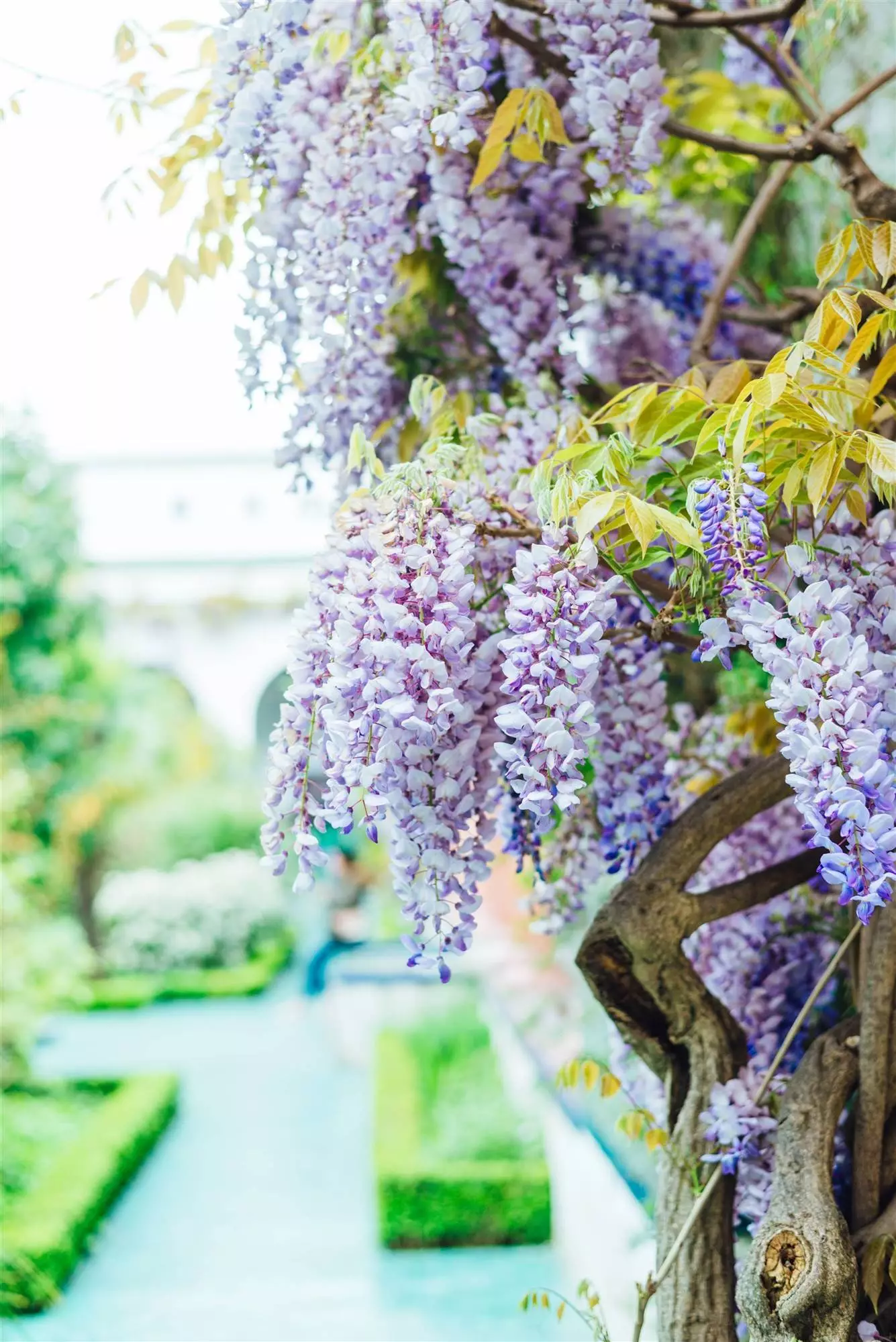 noms de plantes de glycine