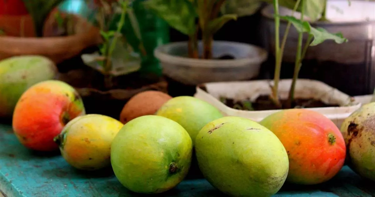 Découvrez comment planter la mangue à la maison, vous serez surpris de la facilité avec laquelle c'est !