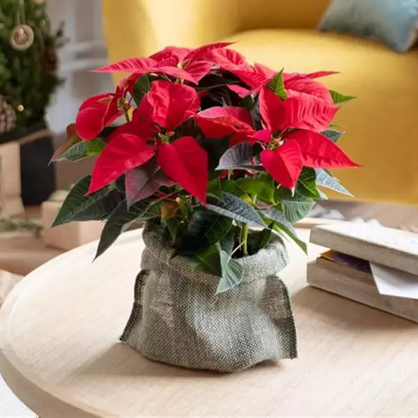 Ini adalah penjagaan yang poinsettia atau poinsettia anda perlukan untuk mengatasi cuti ini