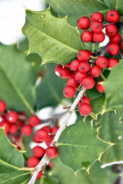 10 plantes de Nadal, més enllà de la Poinsettia 5119_4