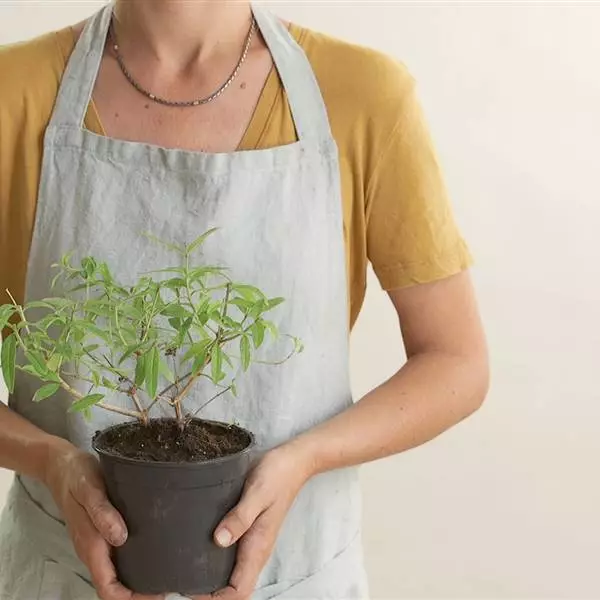 在本視頻中，我們將教您如何以及何時移植植物