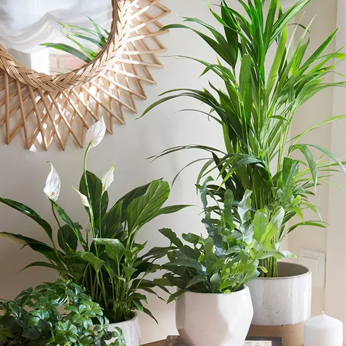 L'art des plantes et le Feng Shui