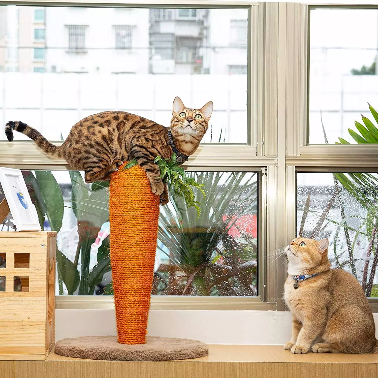 Amazon Carrot Cat Scratcher