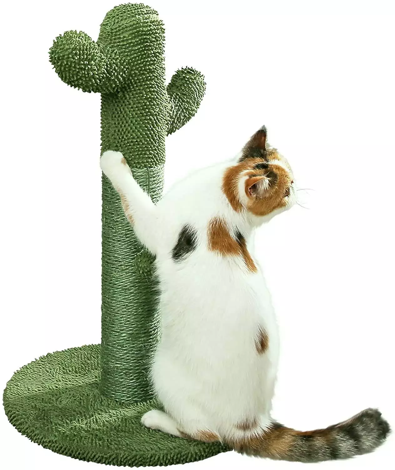 Amazone ya Cactus Cat