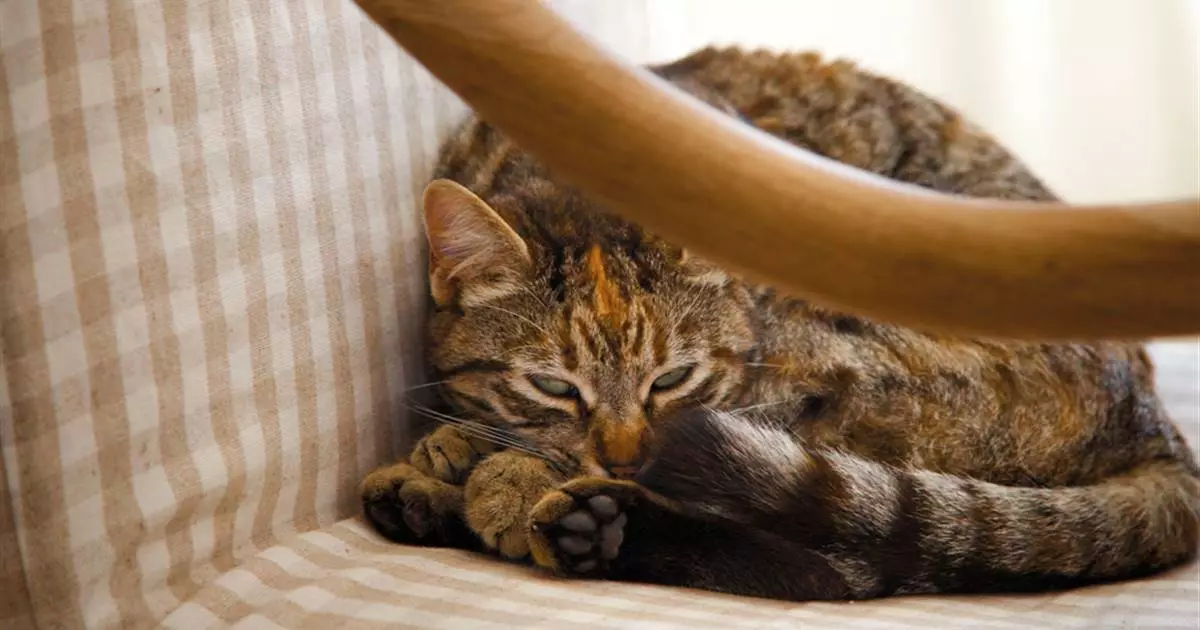 猫のトイレの種類：どれが最適で、どこで購入できるかを教えてくれます