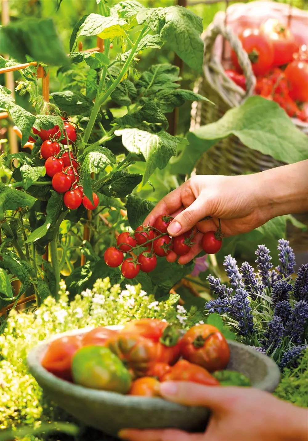 våren grønnsakshage plante tomater