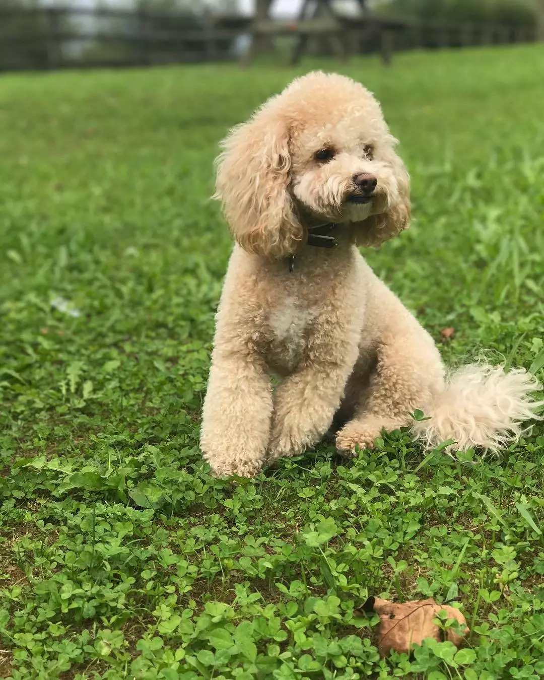 dog breed poodle