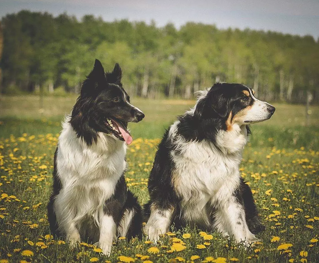 iro breed border collie