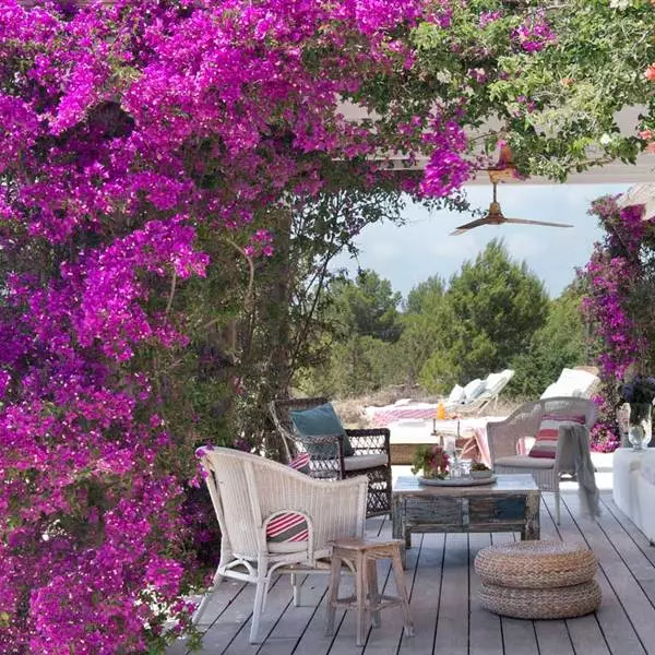 kuisti Bougainvillea