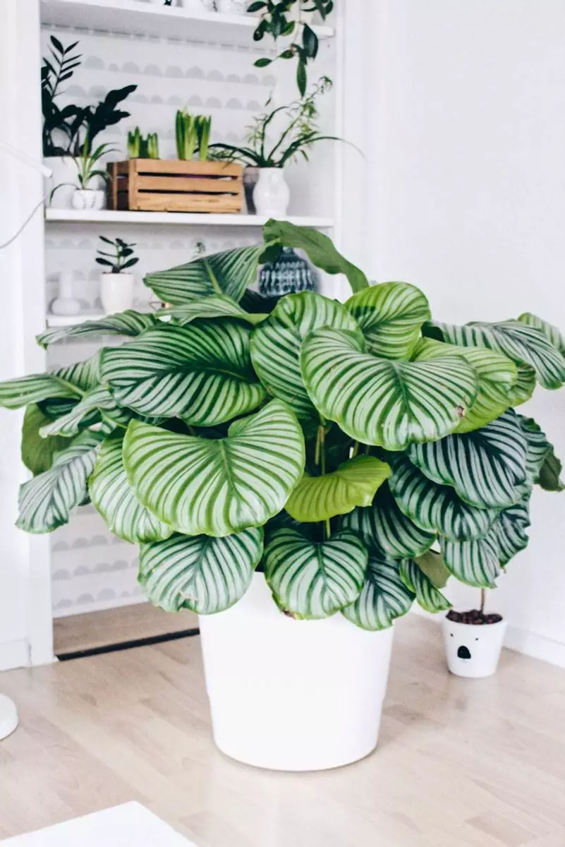 calathea-in-white-pot 085d4a75. កំណត់និន្នាការ