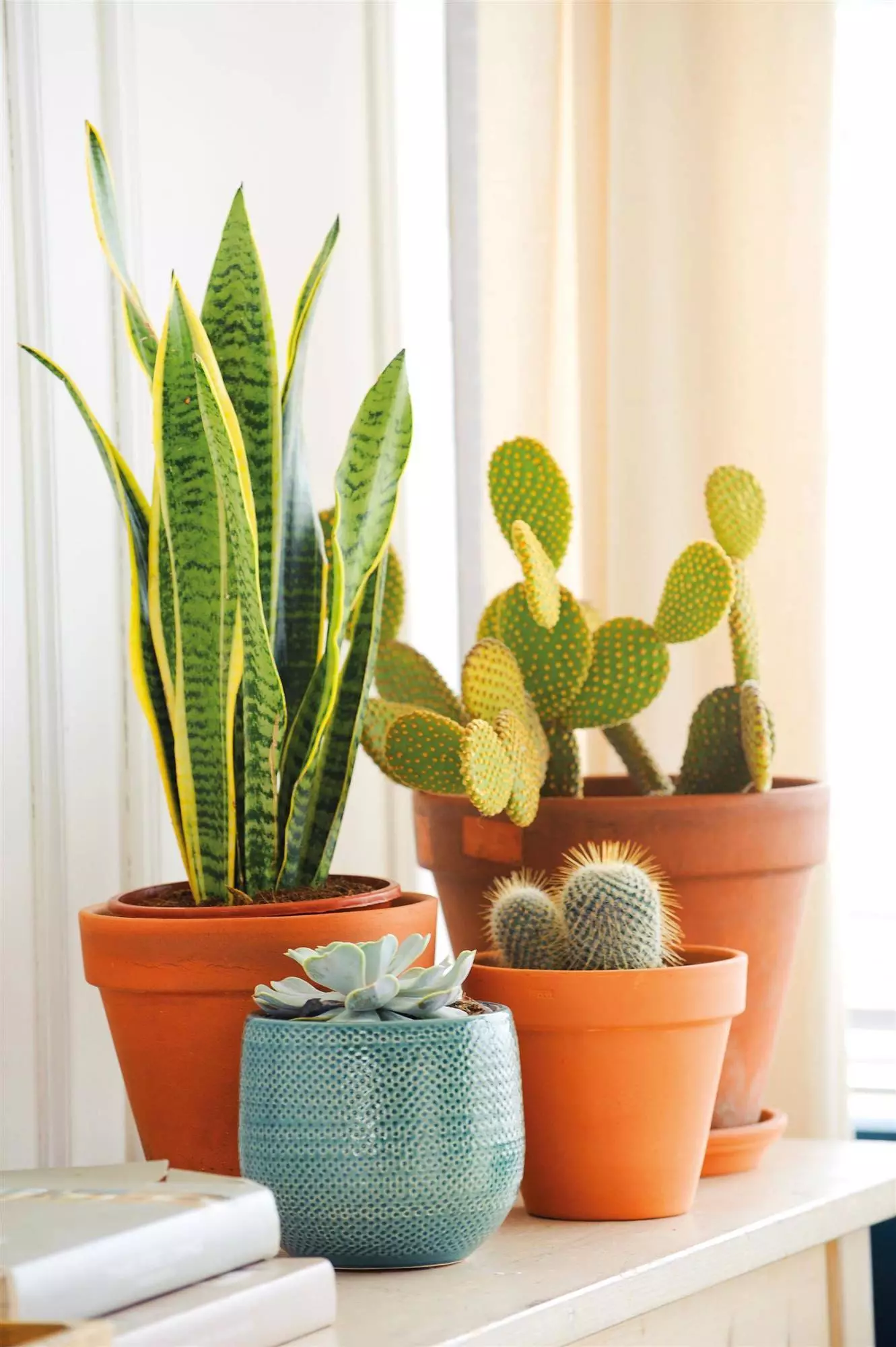 cacti และ crasas-00451390-5f5b81ea-1331x2000 455ce11a 1331x2000