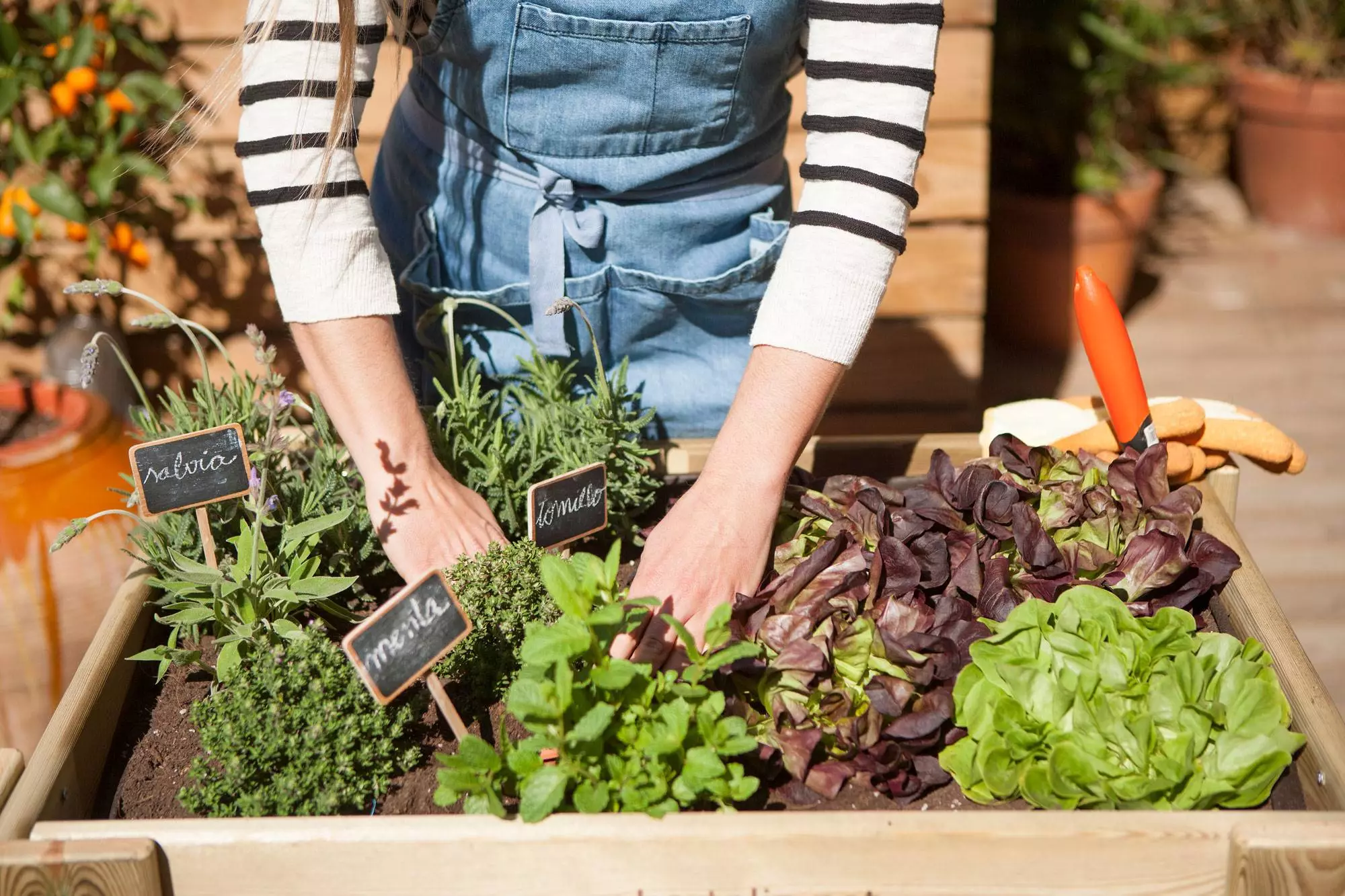 printempa legomĝardeno plantado