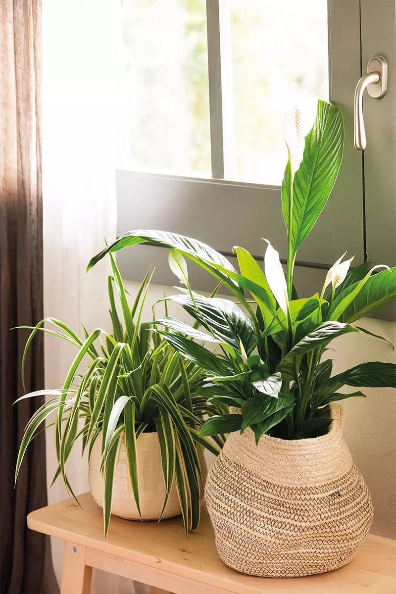 Peace Lily-an-indoor-plant-for-houses-with-low-light ca8b6433 800x1200