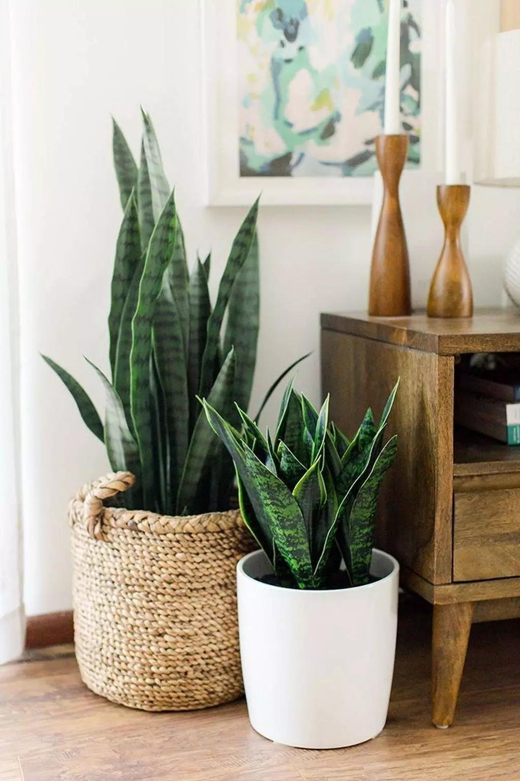 ركن مع أواني من sansevieria-resistant-and-grateful bd5ac13e 1024x1537