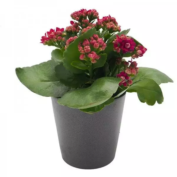 Kalanchoe