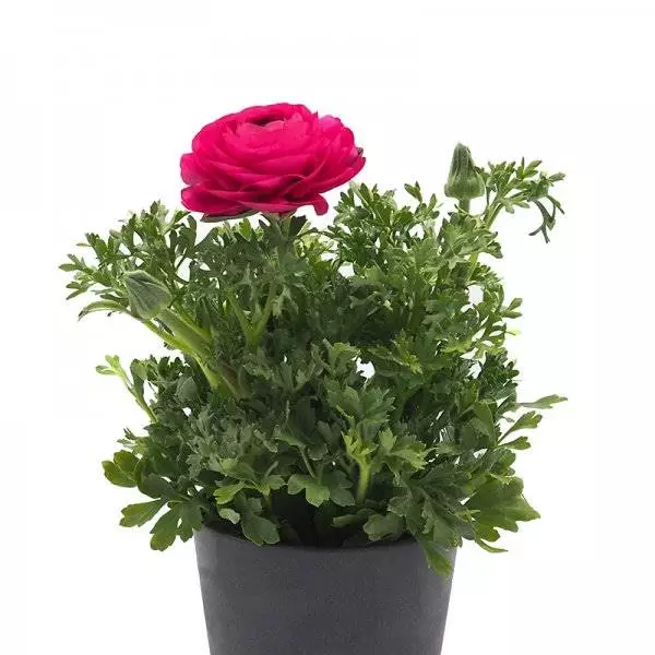 Ranunculus