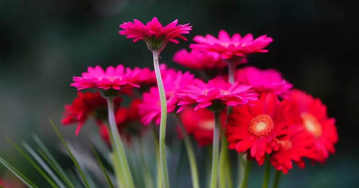 Gerbera: aya ndiwo machengetero echirimwa ichi chinotumbuka chemukati chinozadza imba yako nemufaro uye nesimba rakanaka