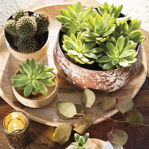 အရွယ်အစားအမျိုးမျိုးရှိသော succulents နှင့် cacti အစုံ- 00454857