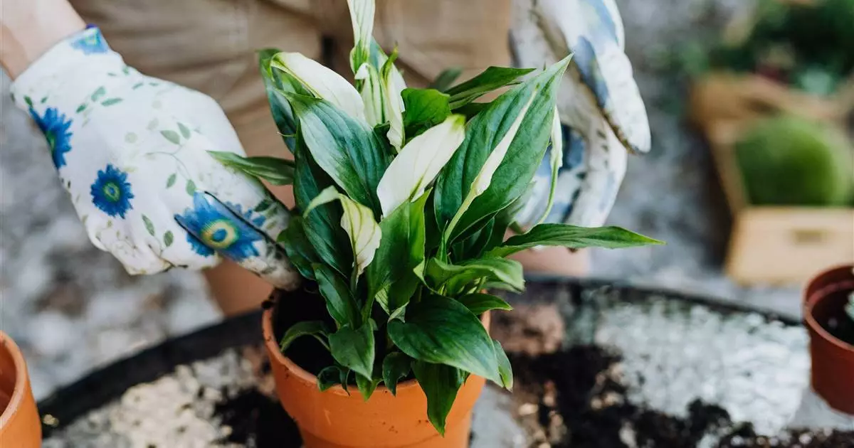 Lirio da paz: a planta da zona de traballo que purifica o aire e florece durante todo o ano