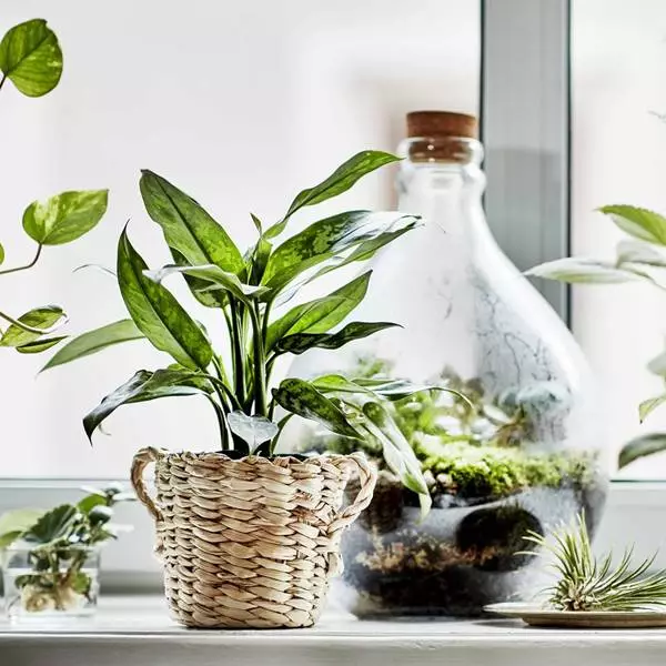 ikea-kolleksje-botanisk-2020-PH167921-pot