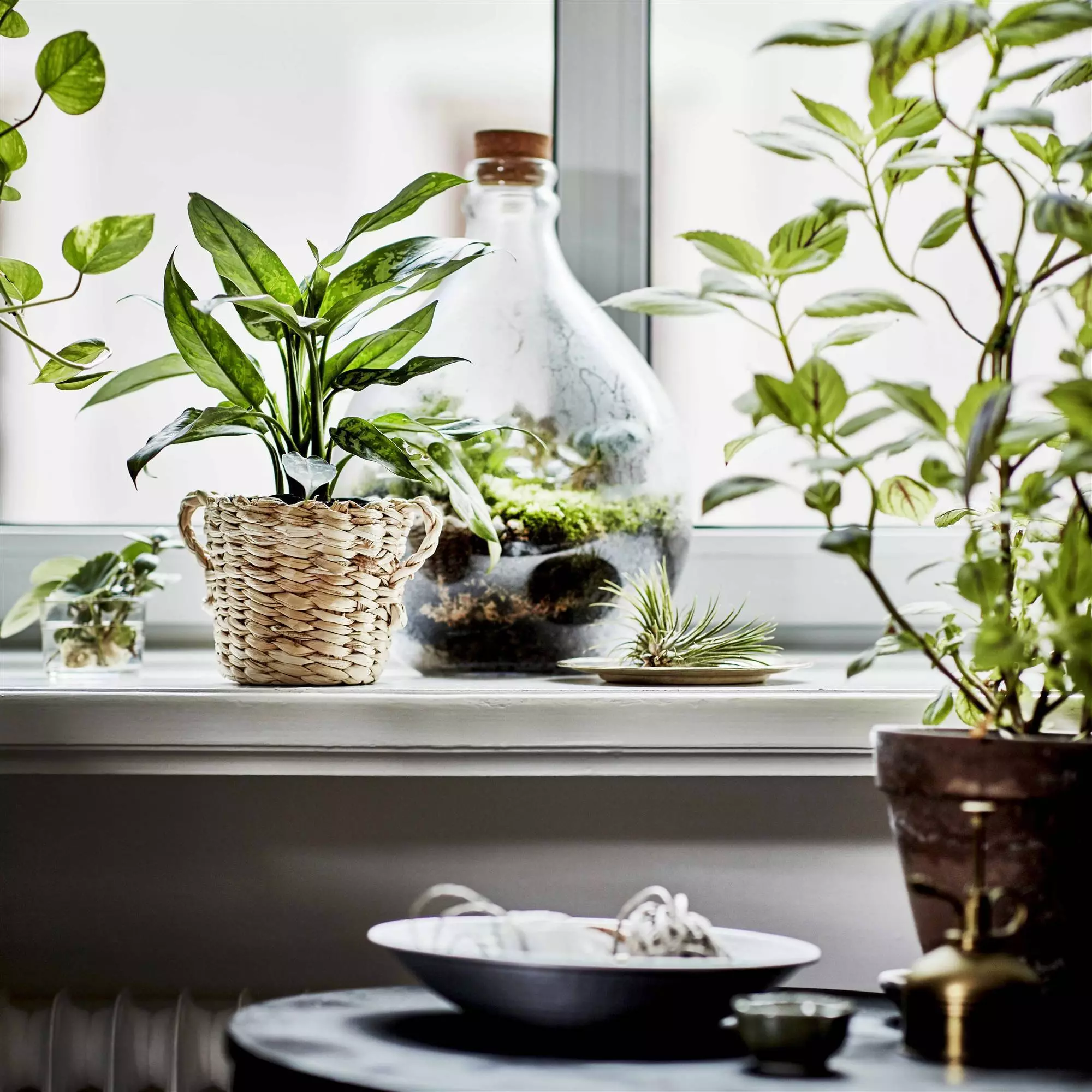 ikea-tarin-botanisk-2020-PH167921-tukunya