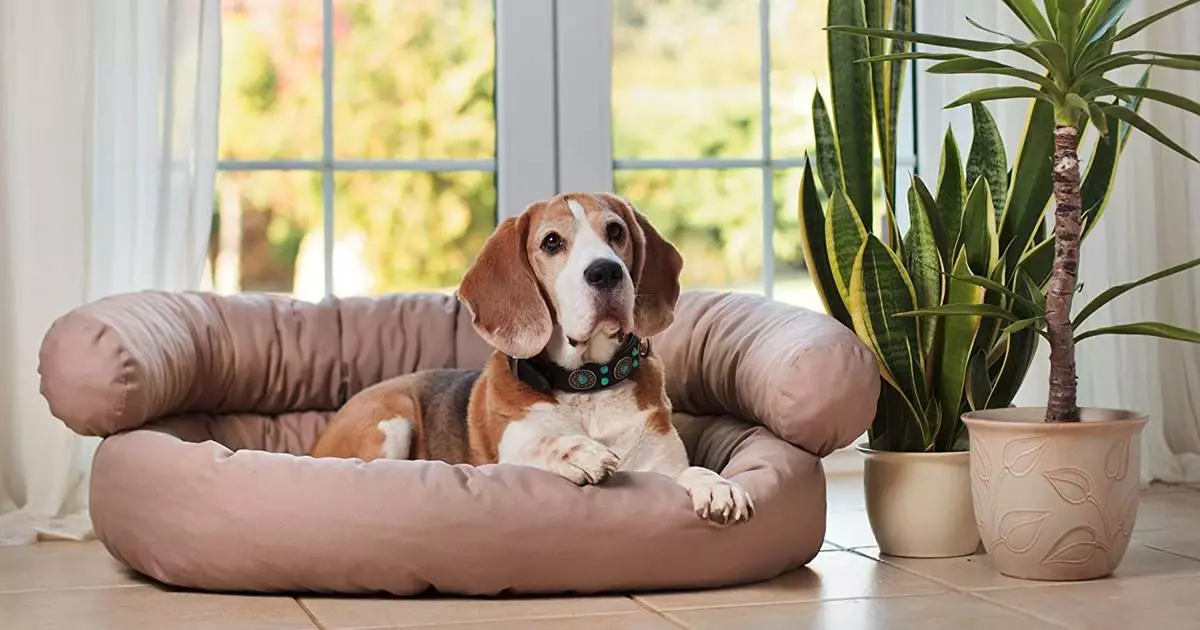 20 fantastic furniture and accessories for dogs